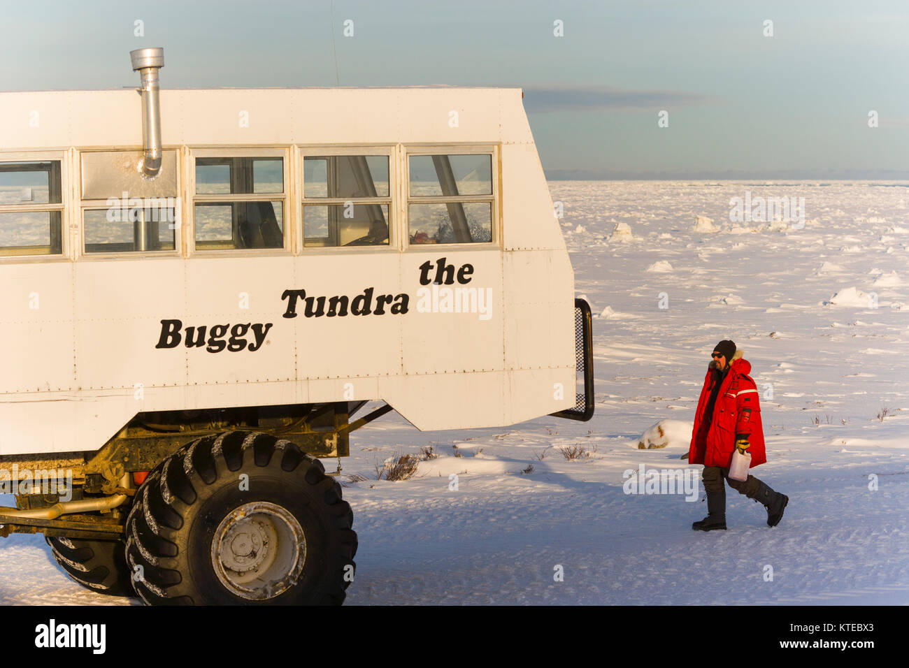 Polar Bear observation, Tundra Buggy, Churchill, Hudson Bay, Manitoba ...