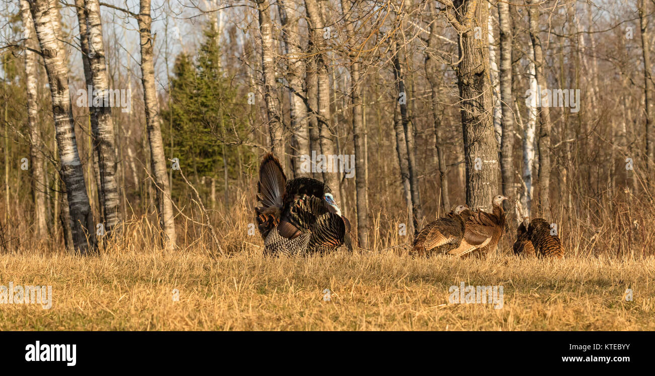 Male wild turkey displaying females hi-res stock photography and images ...