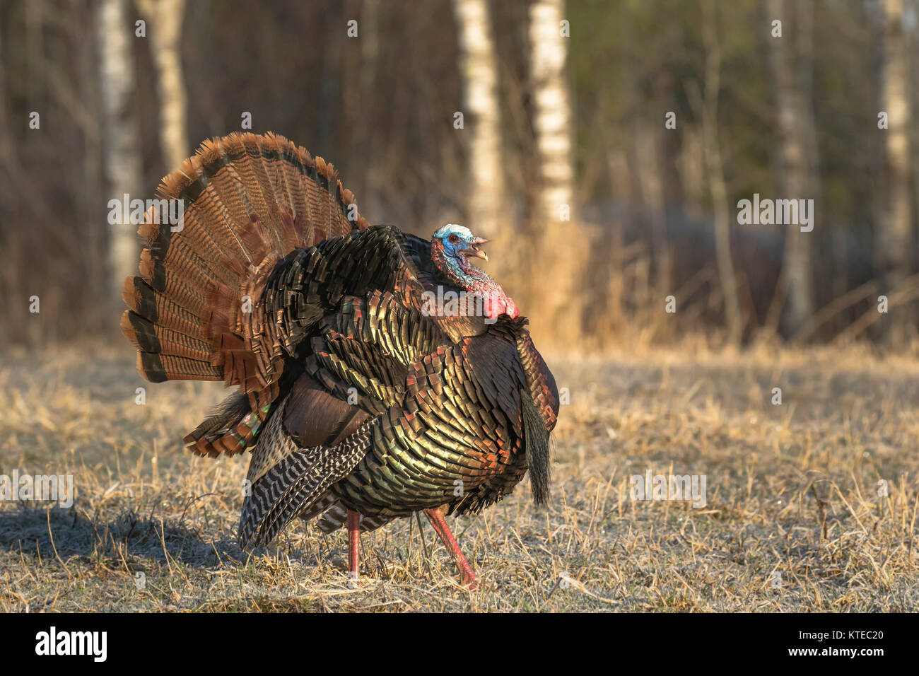 Eastern wild Turkey Stock Photo - Alamy