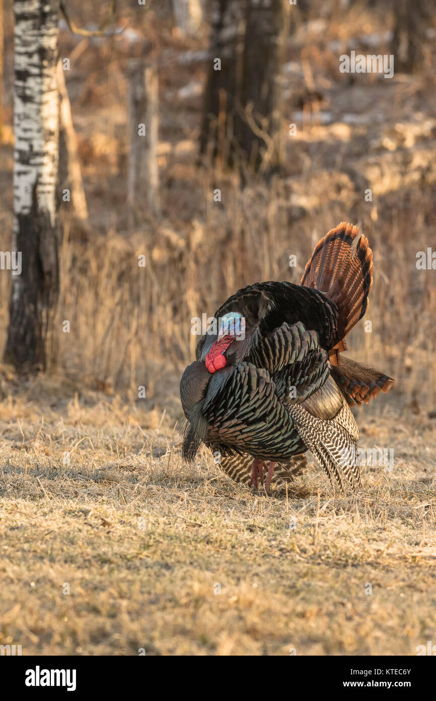Eastern wild Turkey Stock Photo - Alamy