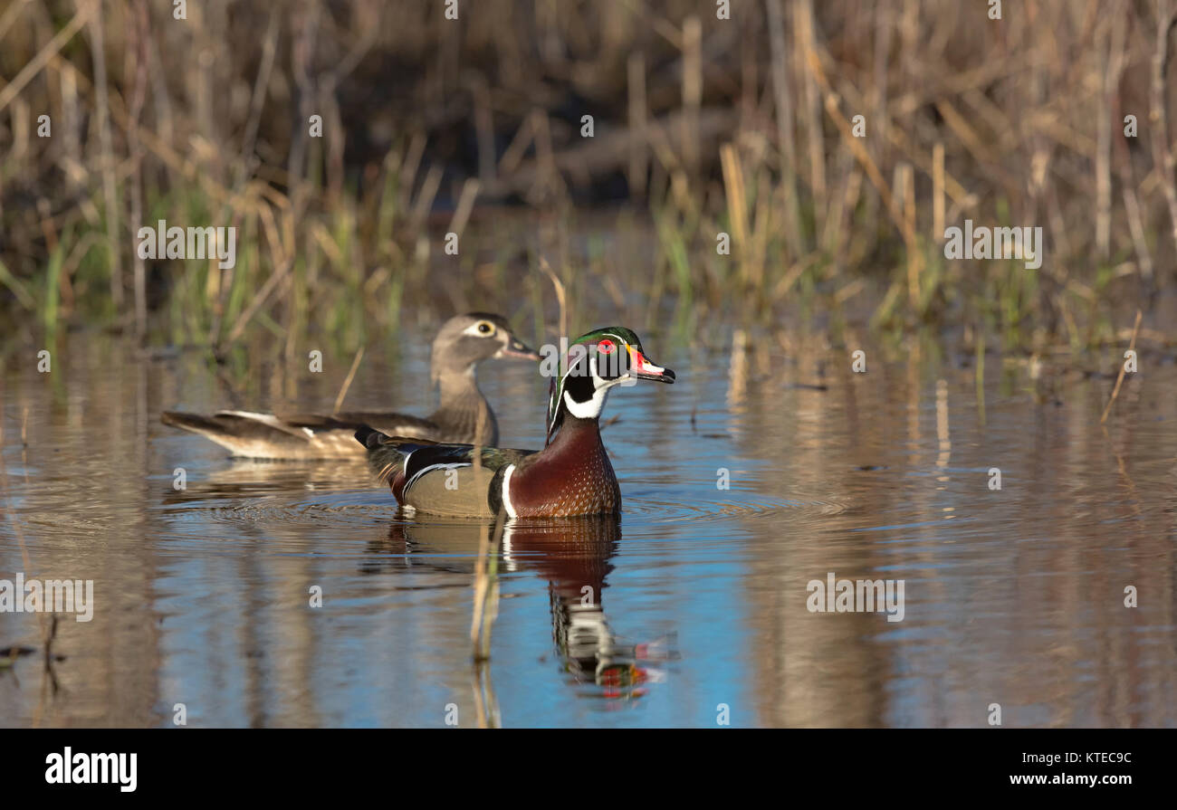 Pair of wood ducks swimming in northern Wisconsin Stock Photo - Alamy