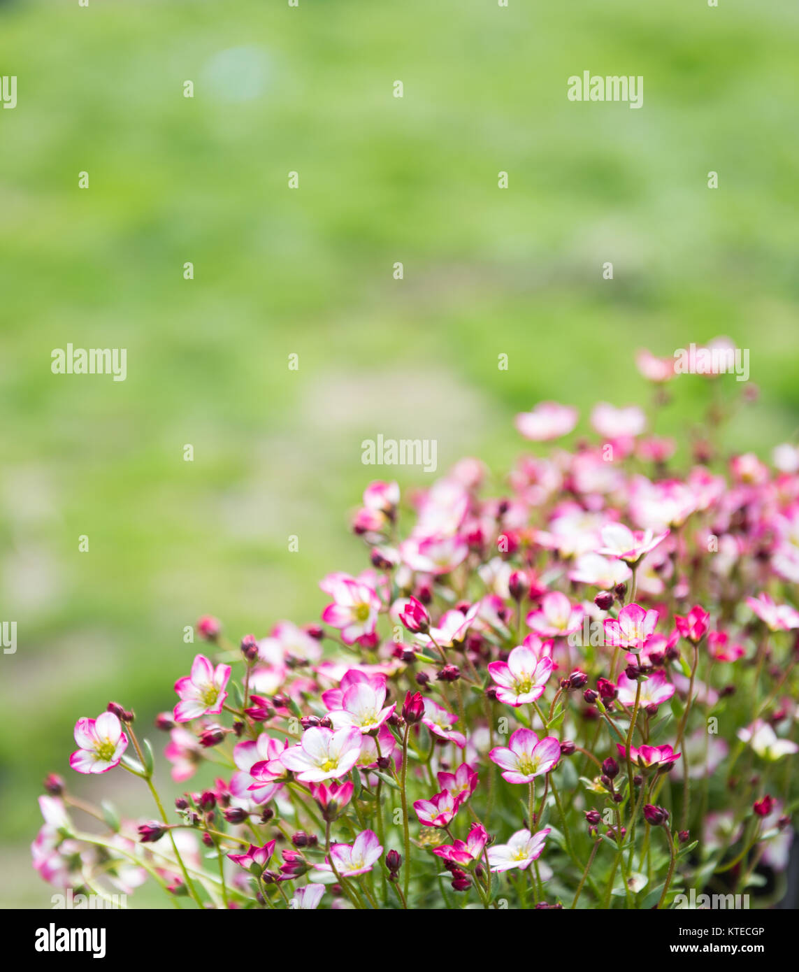 Saxifrages Stock Photos & Saxifrages Stock Images - Alamy