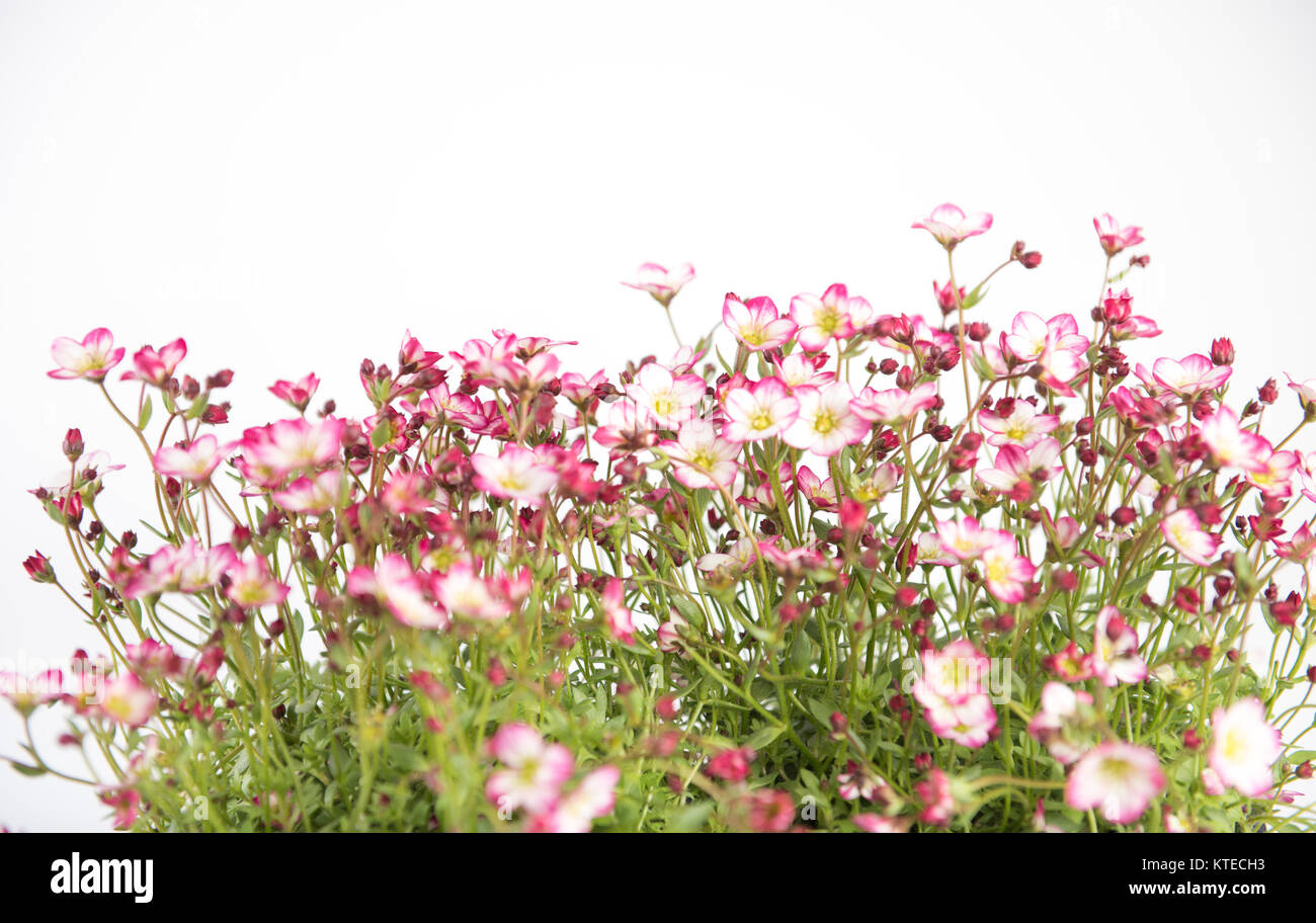 Saxifrages Stock Photos & Saxifrages Stock Images - Alamy