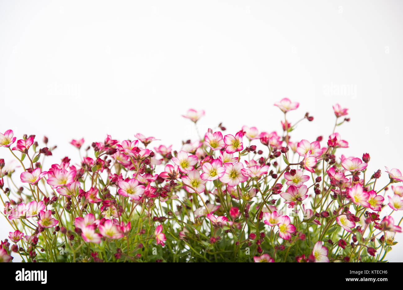 Saxifrages Stock Photos & Saxifrages Stock Images - Alamy