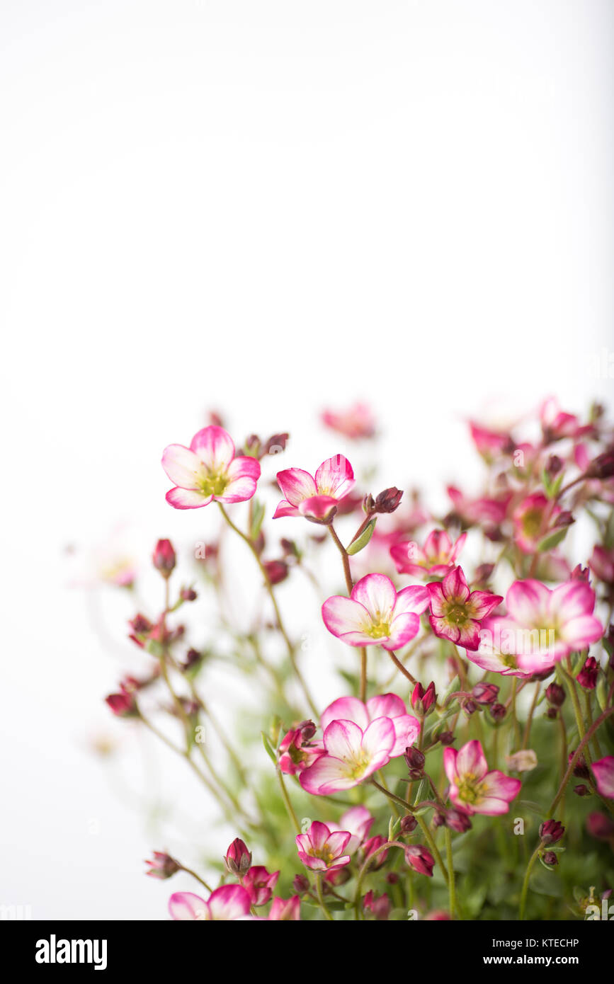 Saxifrages Stock Photos & Saxifrages Stock Images - Alamy