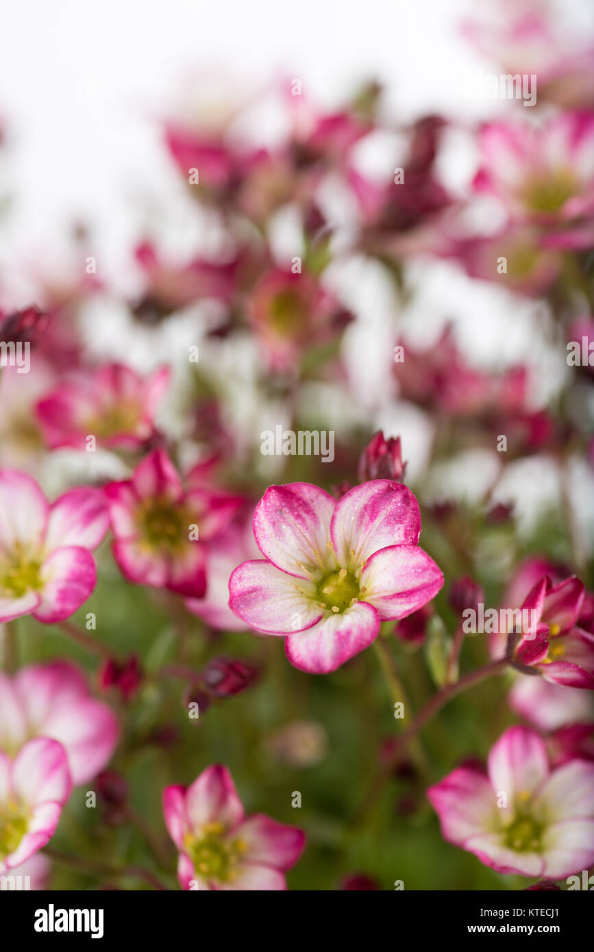 Saxifrages Stock Photos & Saxifrages Stock Images - Alamy