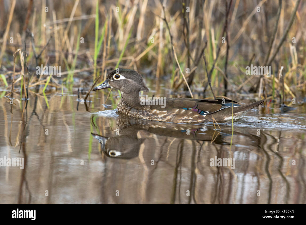 Wood Duck - Hen Stock Photo - Alamy