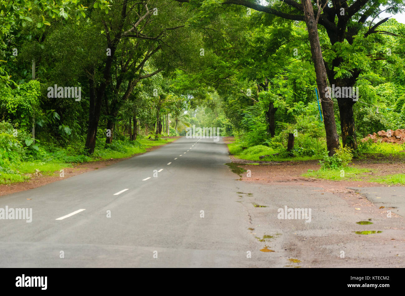 Deserted, long, straight tree-lined tarred road with central markings ...