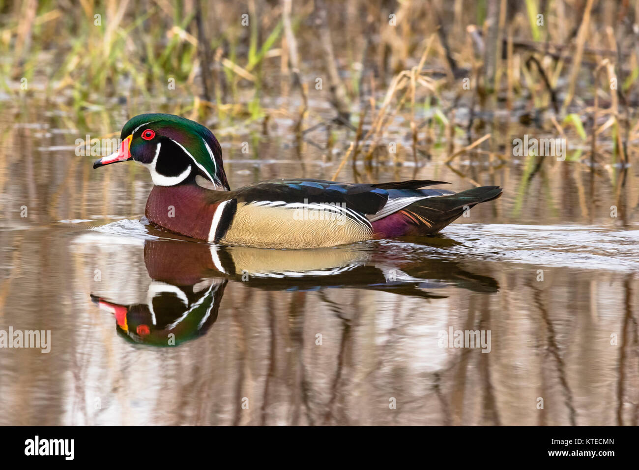 Drake Wood Duck Stock Photo - Alamy