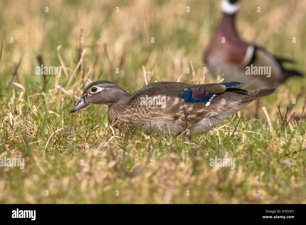 Wood Duck - Hen Stock Photo - Alamy