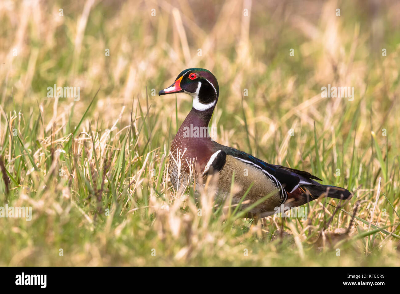 Drake Wood Duck Stock Photo - Alamy
