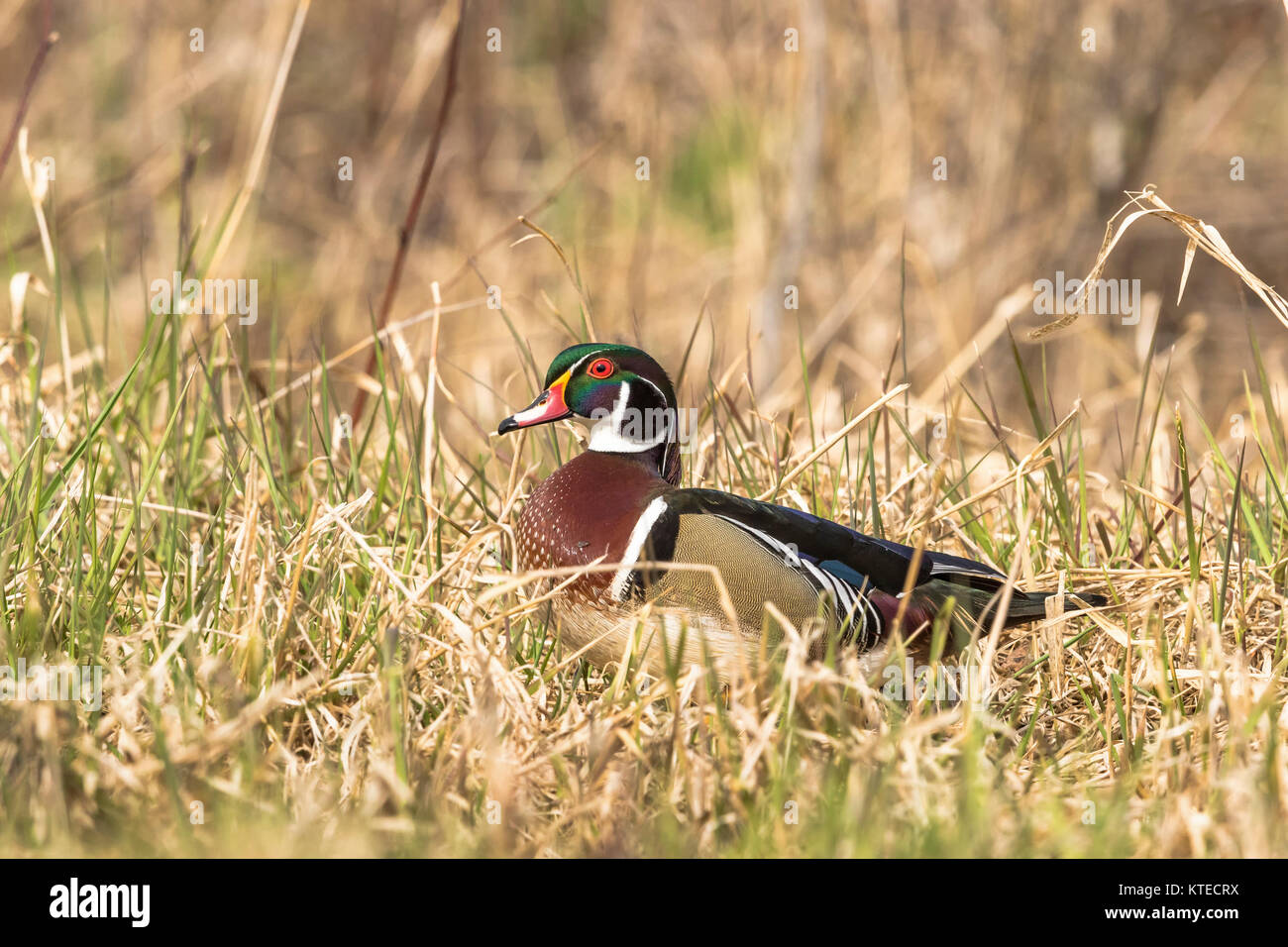 Drake Wood Duck Stock Photo - Alamy