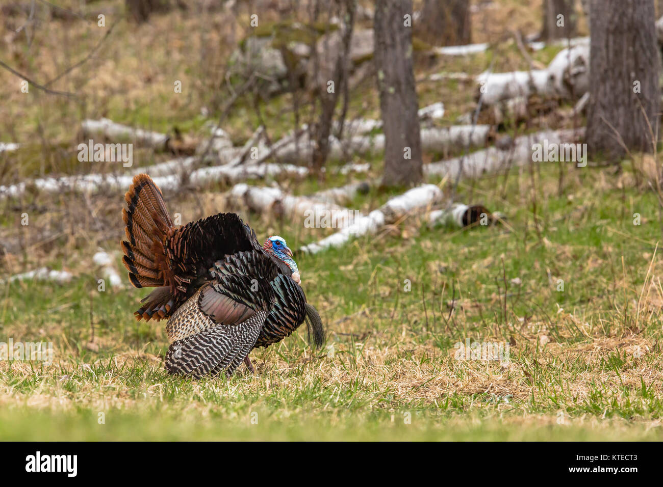 Eastern wild Turkey Stock Photo - Alamy