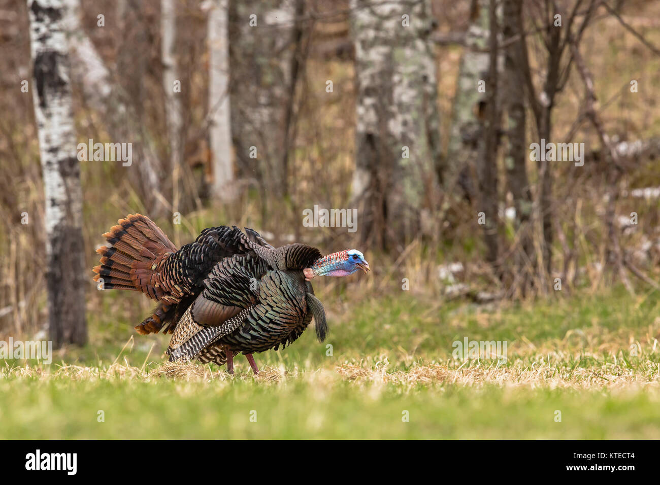 Eastern wild Turkey Stock Photo - Alamy
