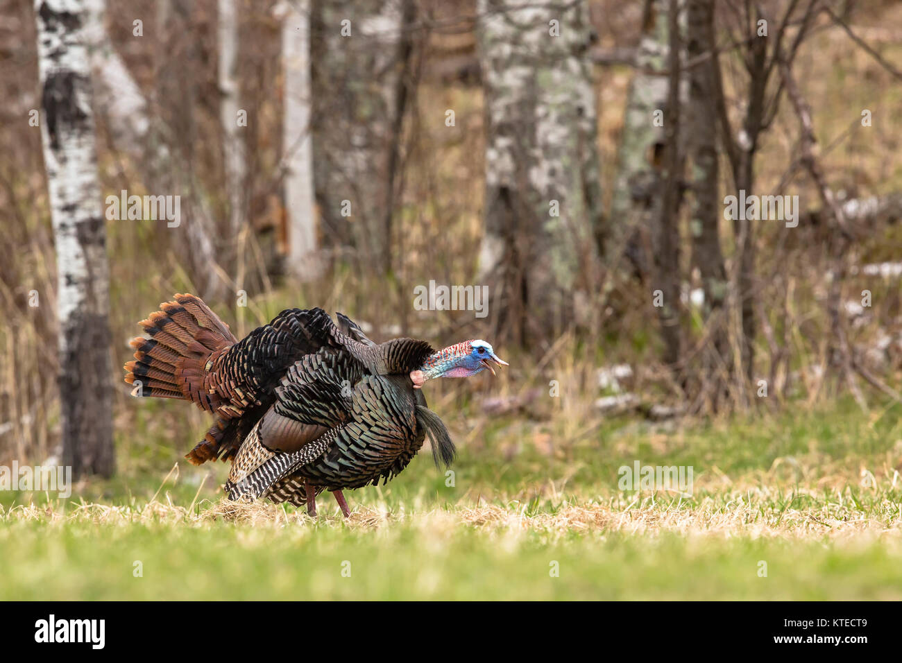 Eastern wild Turkey Stock Photo - Alamy