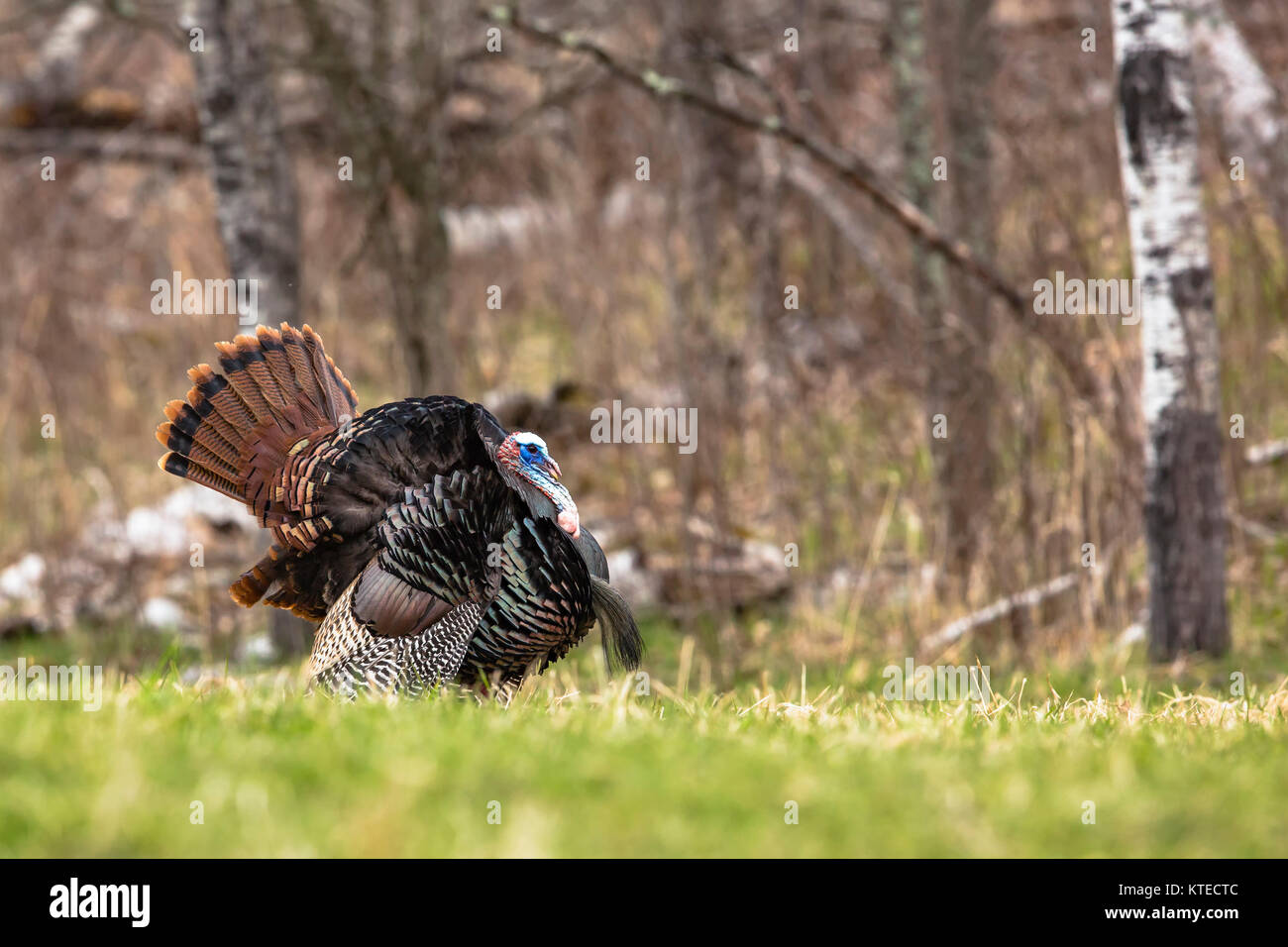 Eastern wild Turkey Stock Photo - Alamy