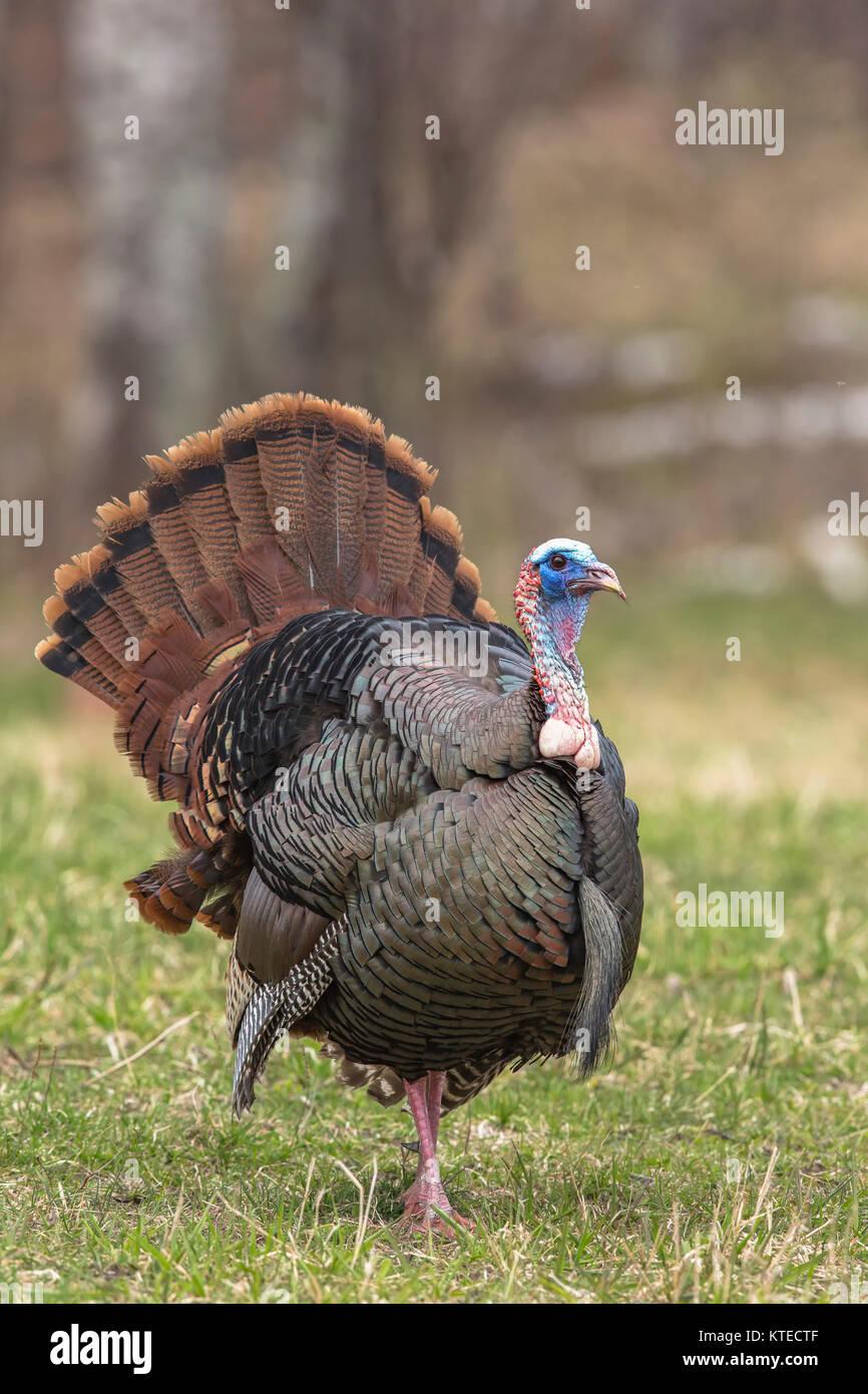 Eastern wild Turkey Stock Photo - Alamy