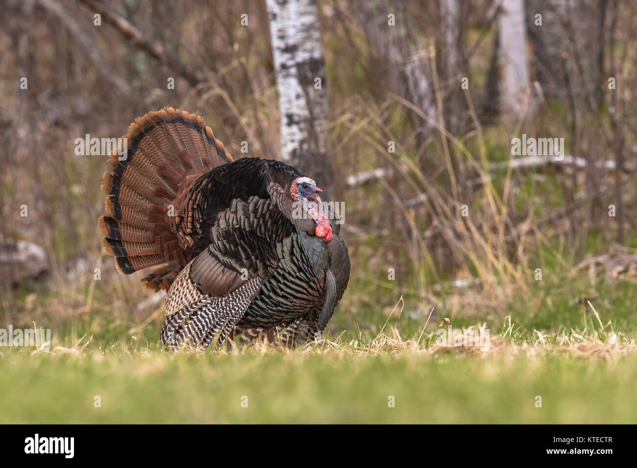 Eastern wild Turkey Stock Photo - Alamy