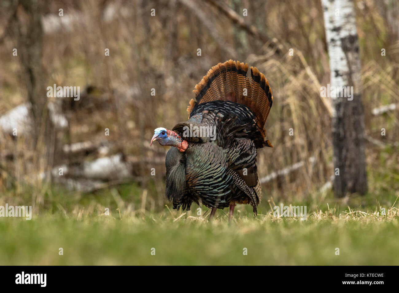 Eastern wild Turkey Stock Photo - Alamy