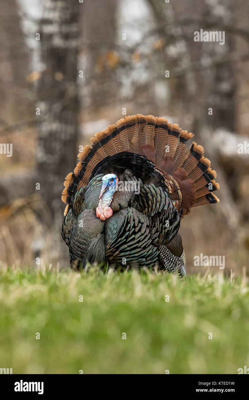 Eastern wild Turkey Stock Photo - Alamy