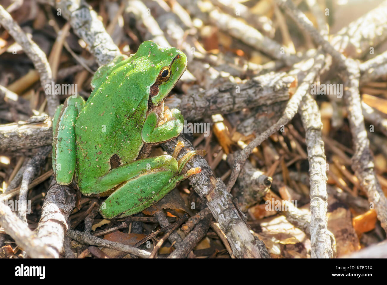 Pelophylax perezi. Beautiful green frog looking at around, over a dry ...