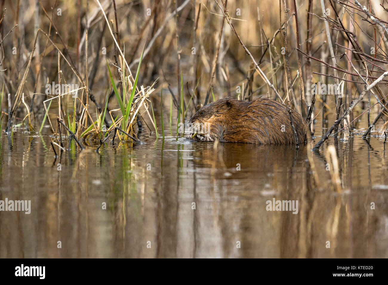 Eating muskrat hi-res stock photography and images - Alamy