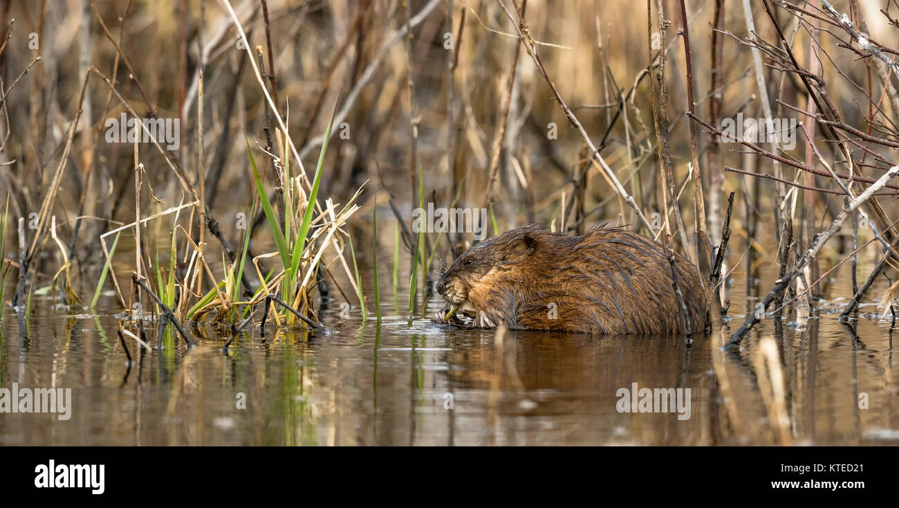 Eating muskrat hi-res stock photography and images - Alamy