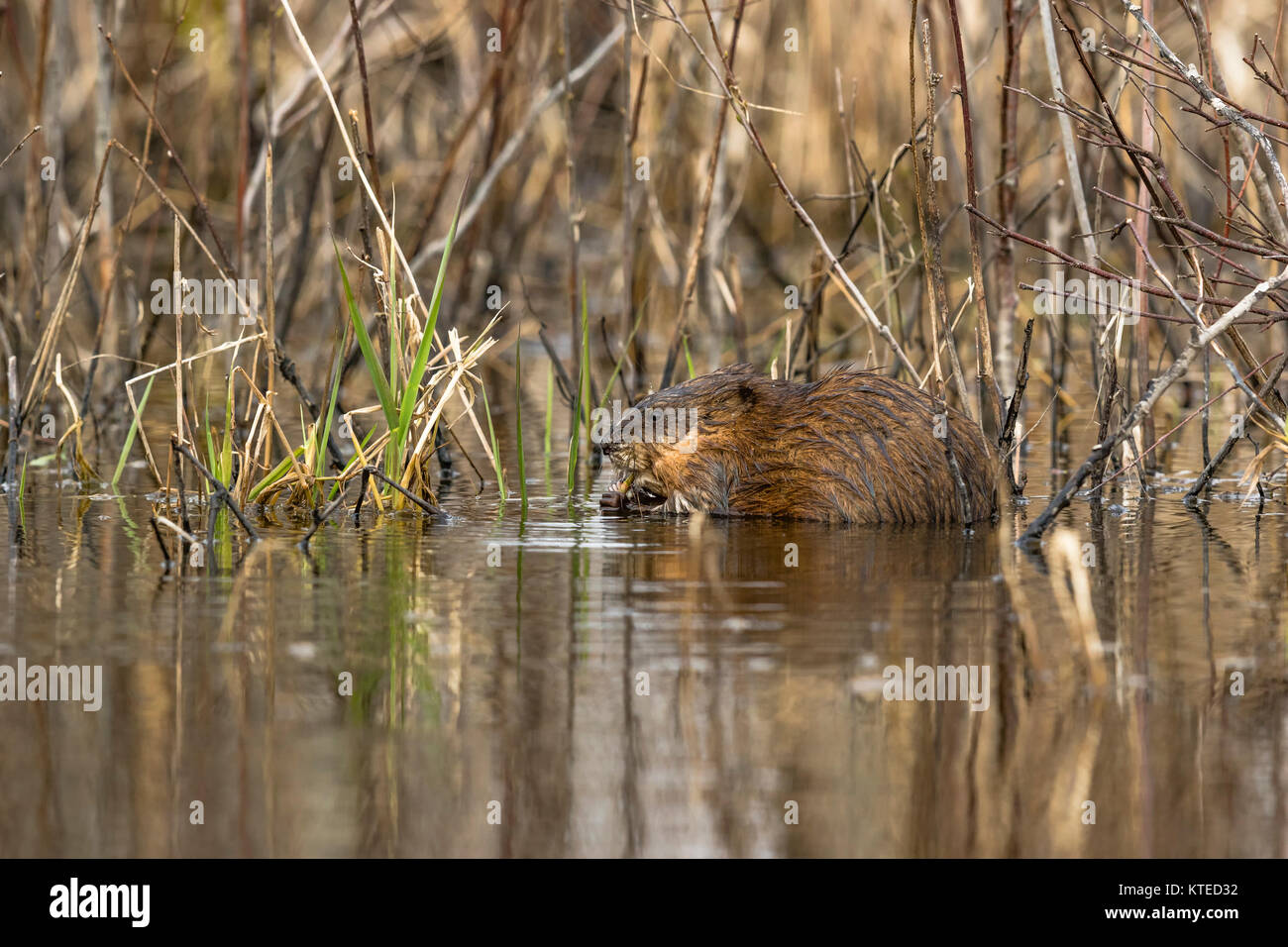 Eating muskrat hi-res stock photography and images - Alamy