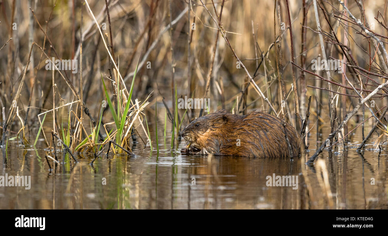 Eating muskrat hi-res stock photography and images - Alamy