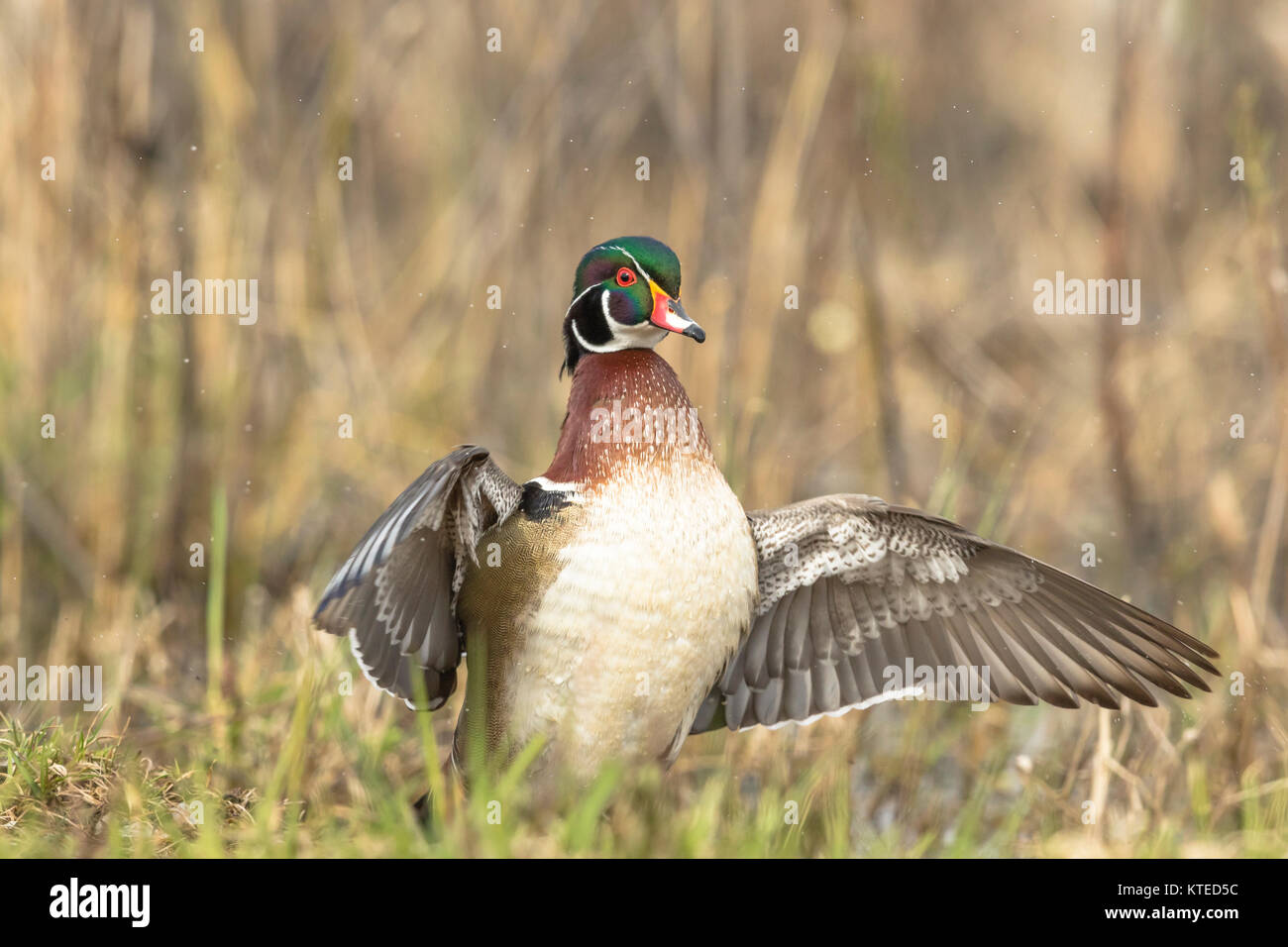 Drake Wood Duck Stock Photo - Alamy