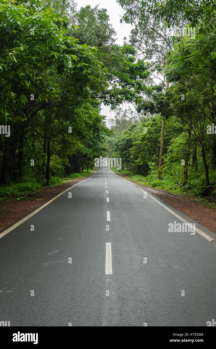 Deserted, long, straight tree-lined tarred road with central markings ...