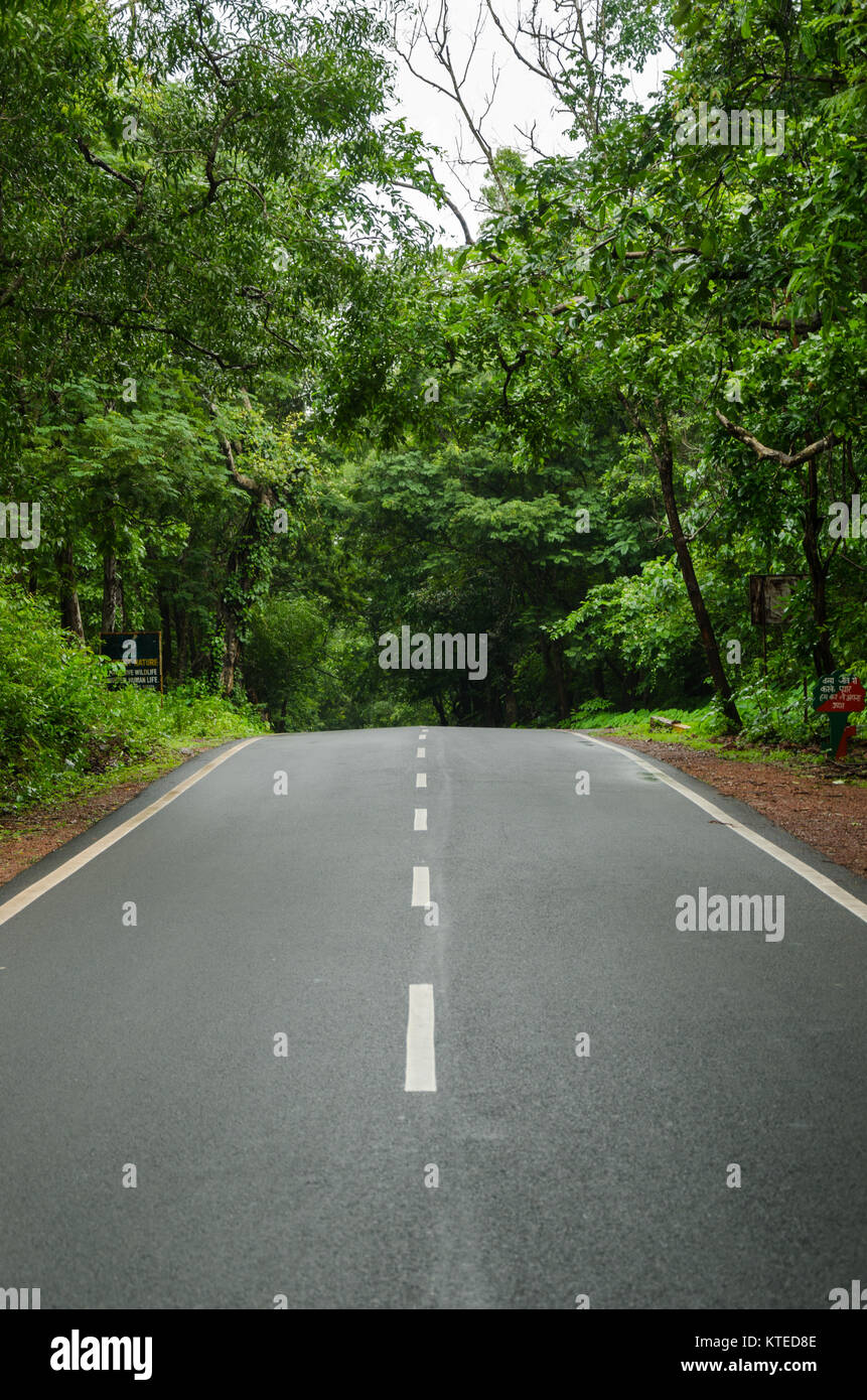 Deserted, long, straight tree-lined tarred road with central markings ...