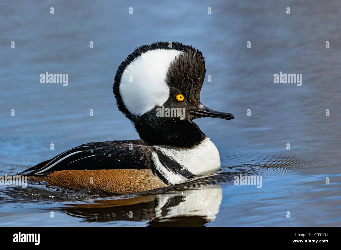 Drake Hooded Merganser Displaying Erect Crest Stock Photo Alamy