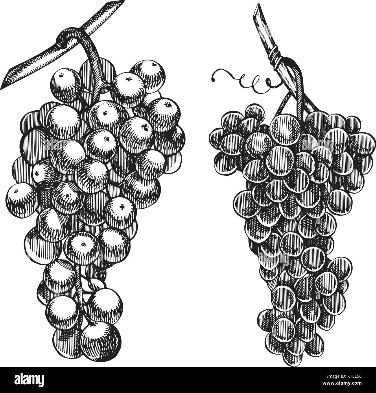 Set of grapes monochrome sketch. Hand drawn grape bunches. Hand drawn ...