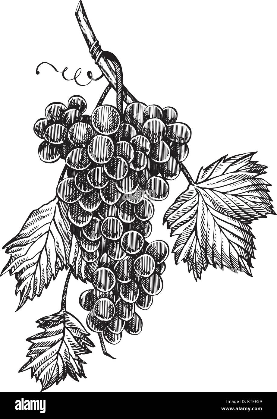 Grape Plant Draw Bunch Stock Photos & Grape Plant Draw Bunch Stock ...