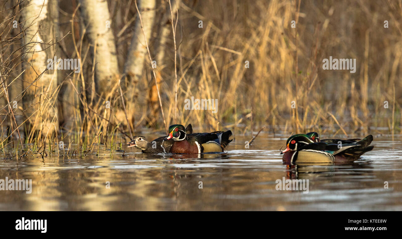 Wood ducks in northern Wisconsin Stock Photo - Alamy