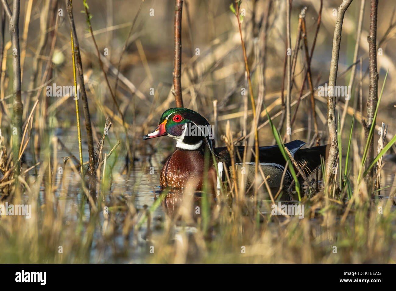 Drake Wood Duck Stock Photo - Alamy
