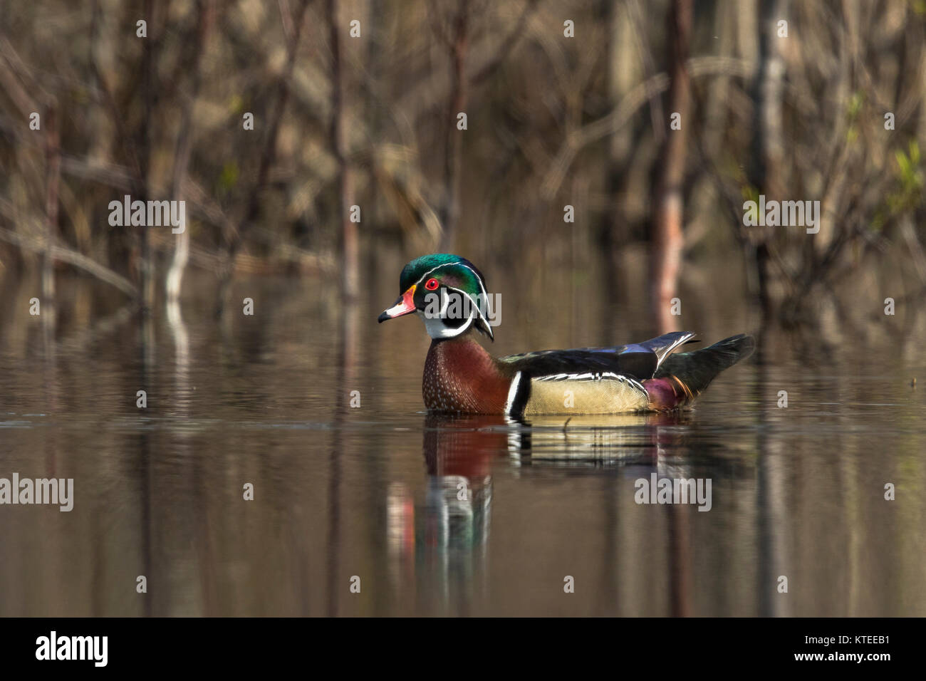 Drake Wood Duck Stock Photo - Alamy