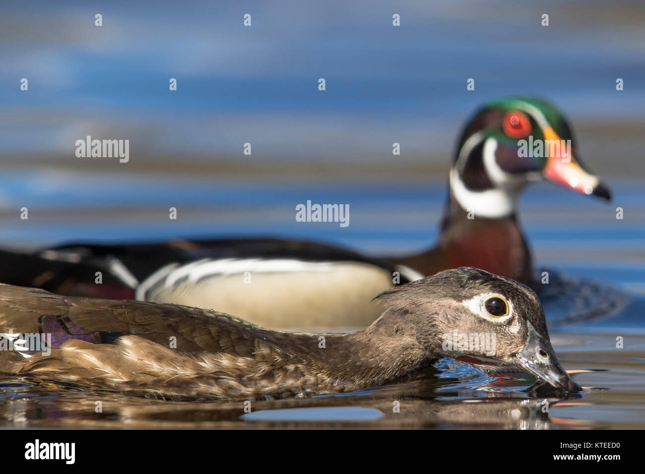 Breeding male wood duck hi-res stock photography and images - Alamy