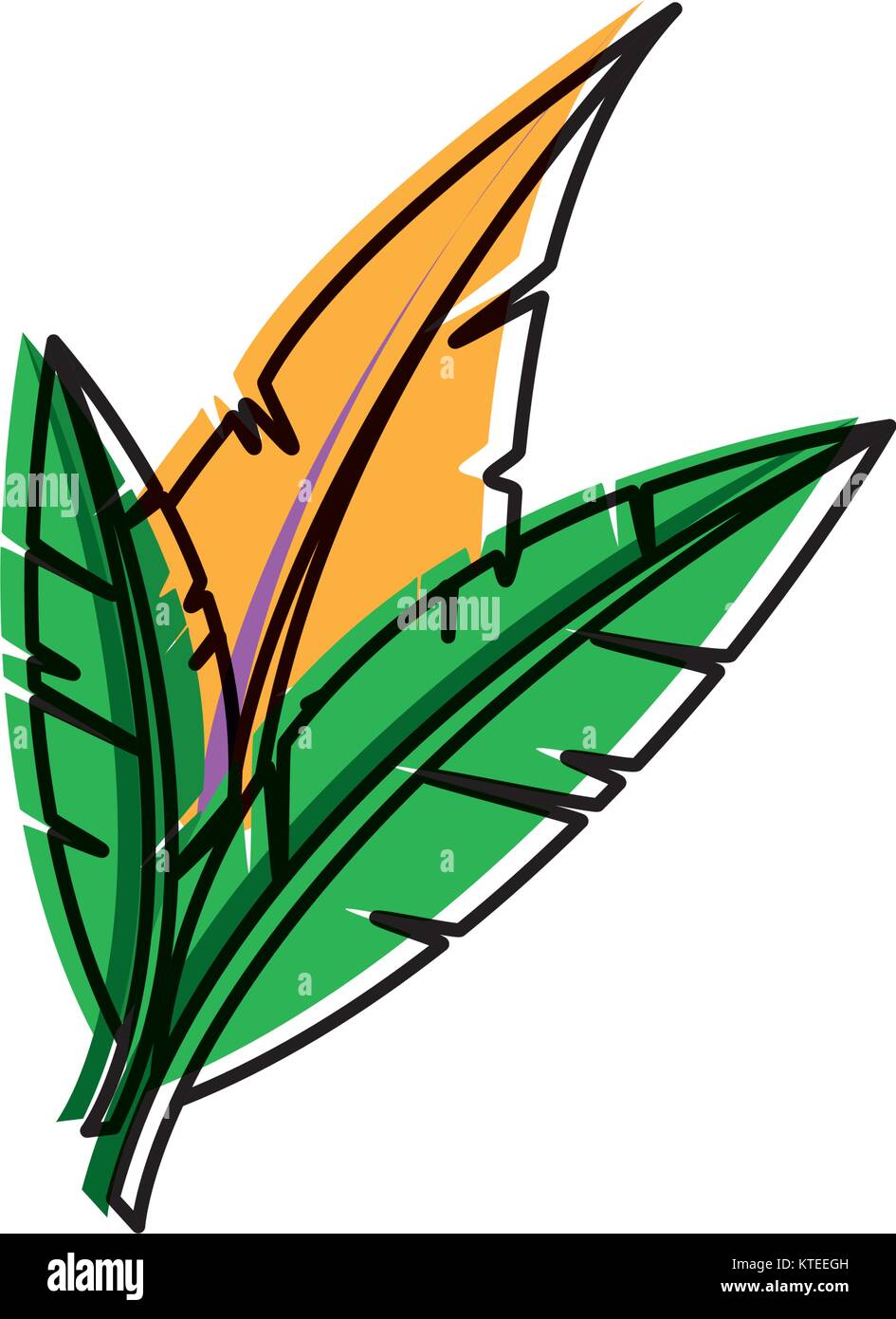 Isolated feather design Stock Vector Image & Art - Alamy