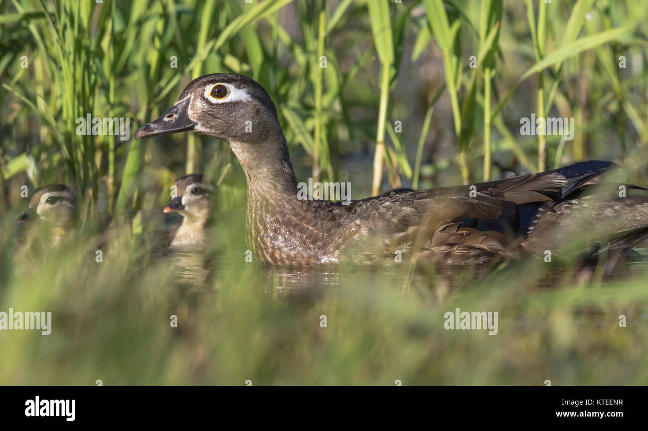 Wood Duck - Hen & Ducklings in northern Wisconsin Stock Photo - Alamy