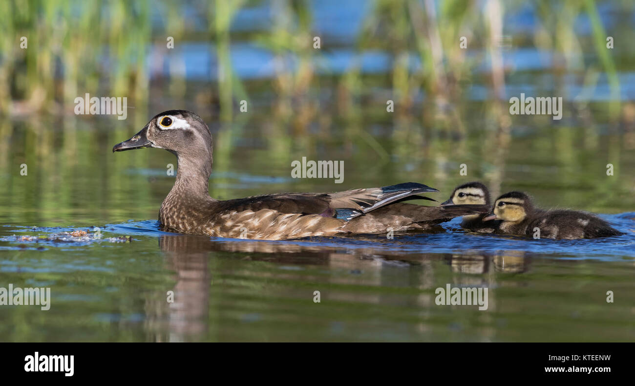 Wood Duck - Hen & Ducklings in northern Wisconsin Stock Photo - Alamy