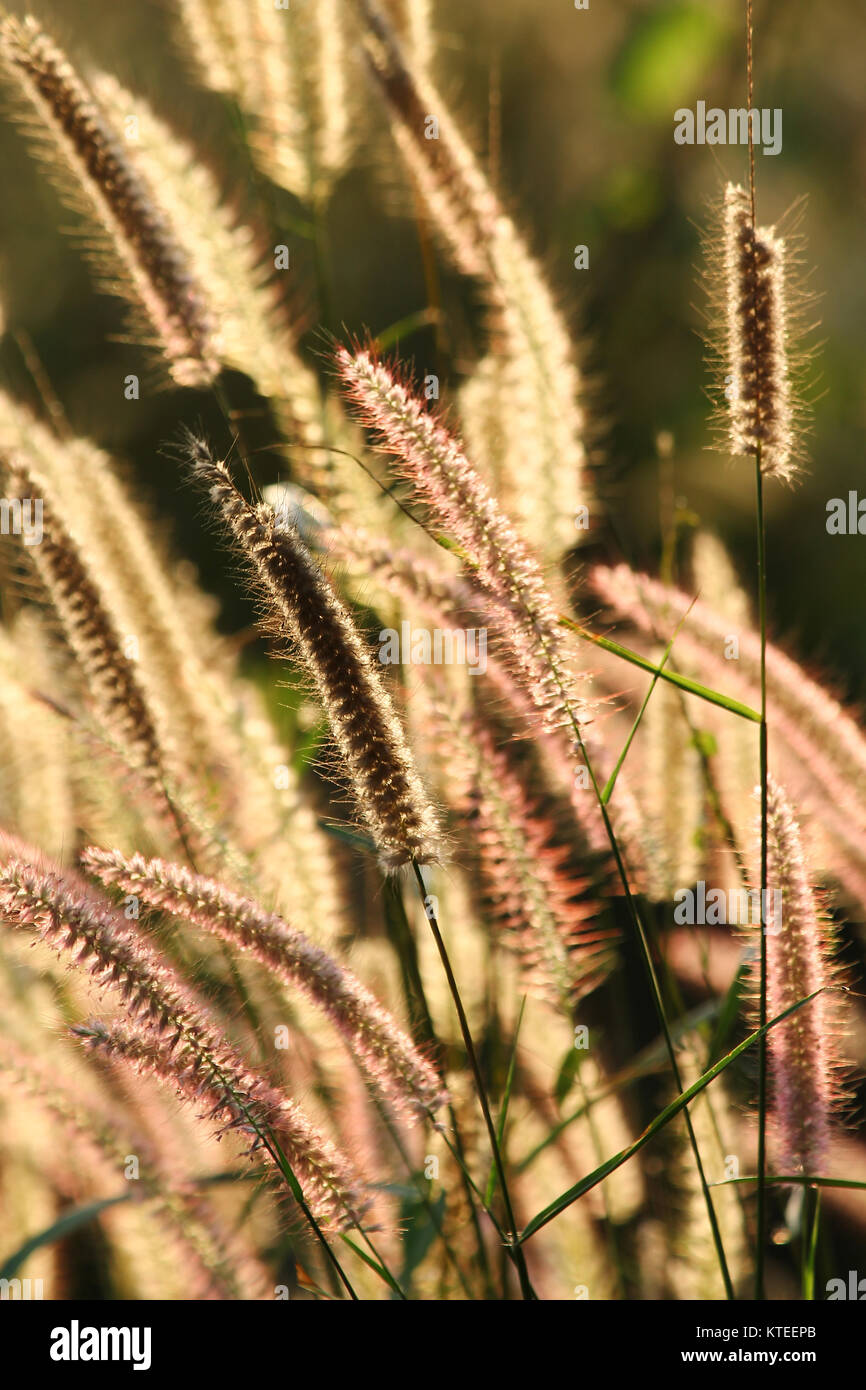 Sunbath morning hi-res stock photography and images - Alamy