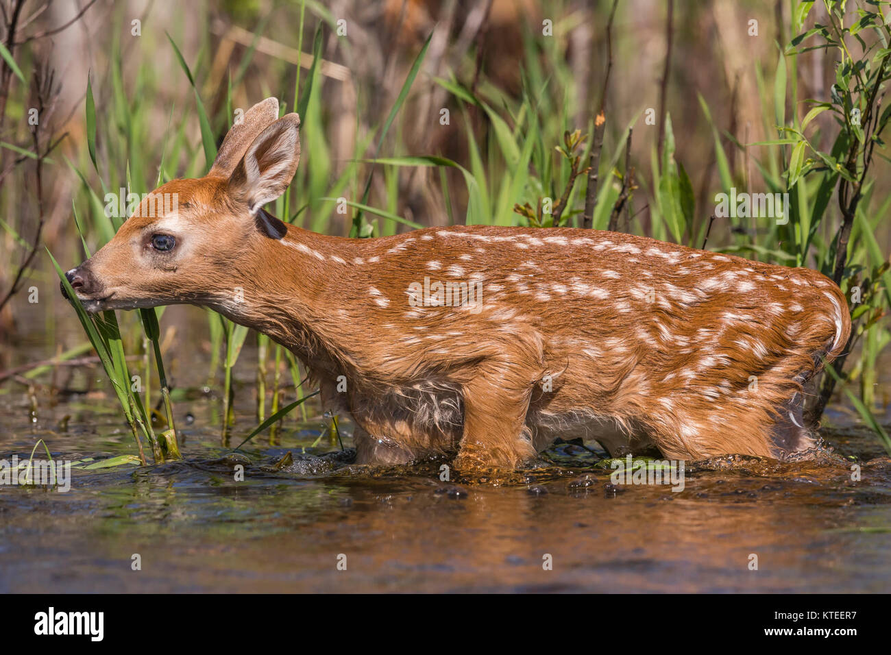 White-tailed fawn walking through the water in northern Wisconsin Stock ...