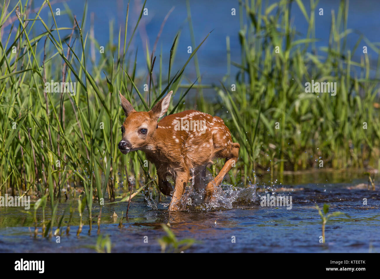 White-tailed fawn walking through the water in northern Wisconsin Stock ...