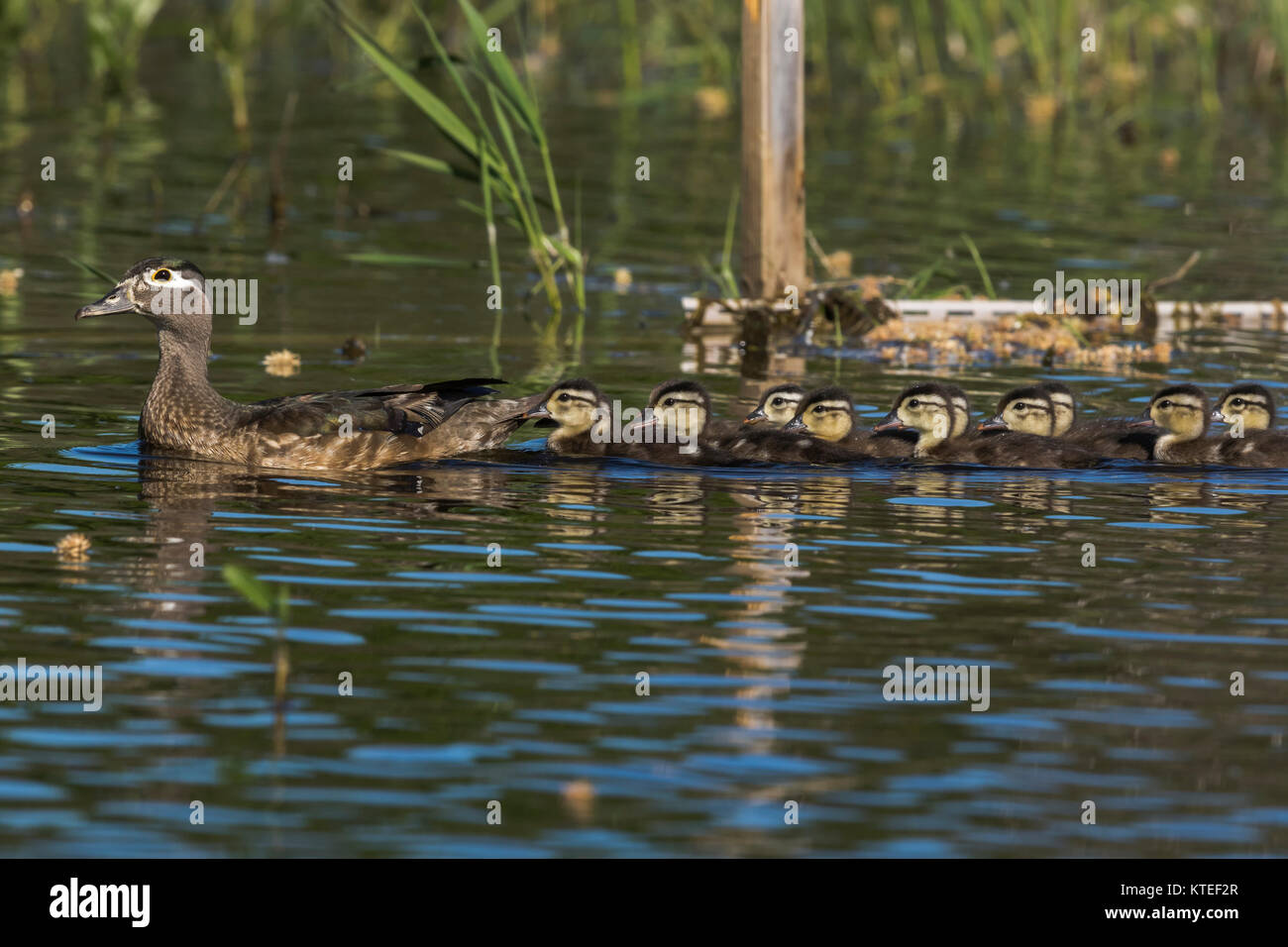 Wood duck family swimming in a northern Wisconsin lake Stock Photo - Alamy