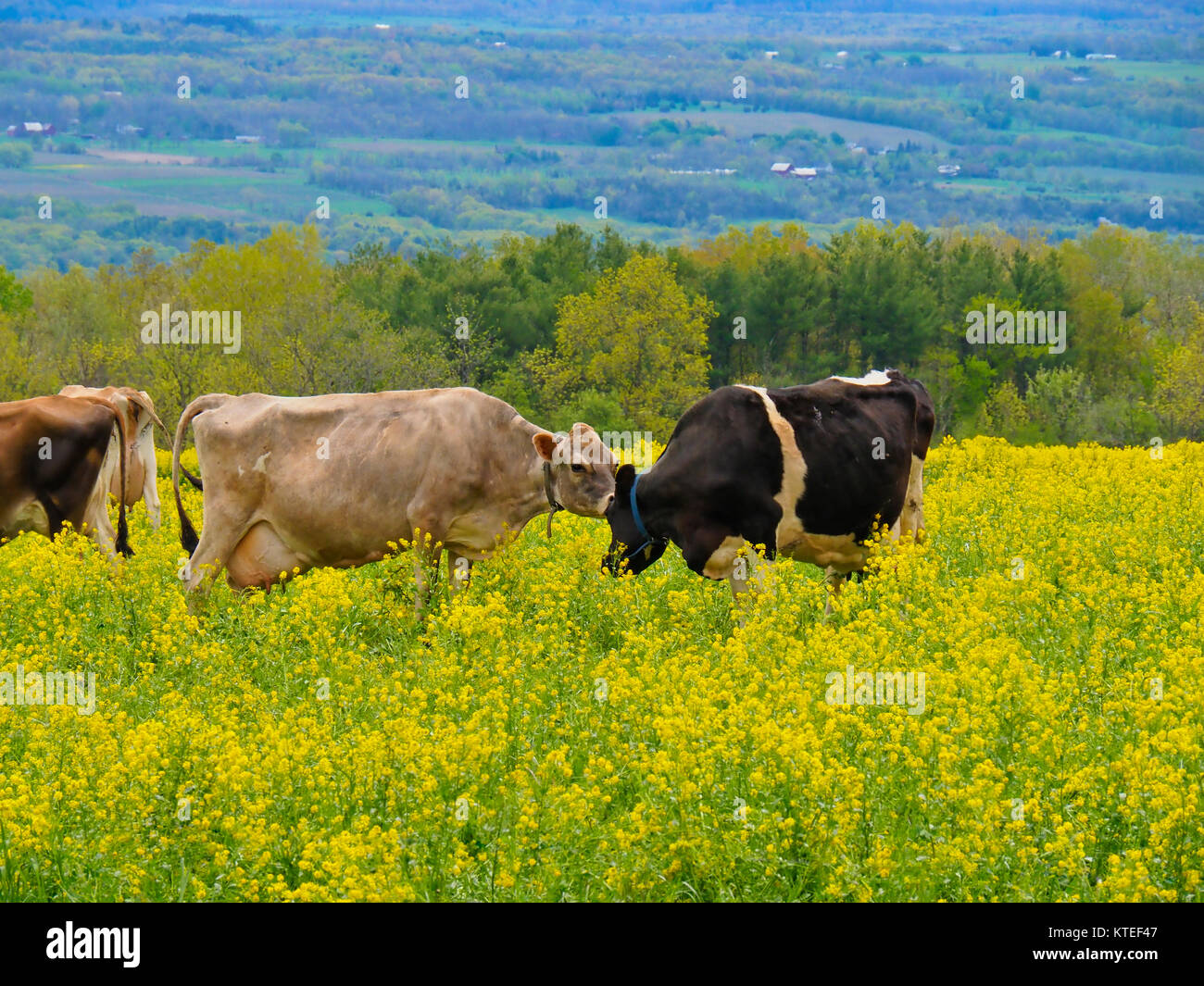 Himrod, New York, USA Stock Photo - Alamy