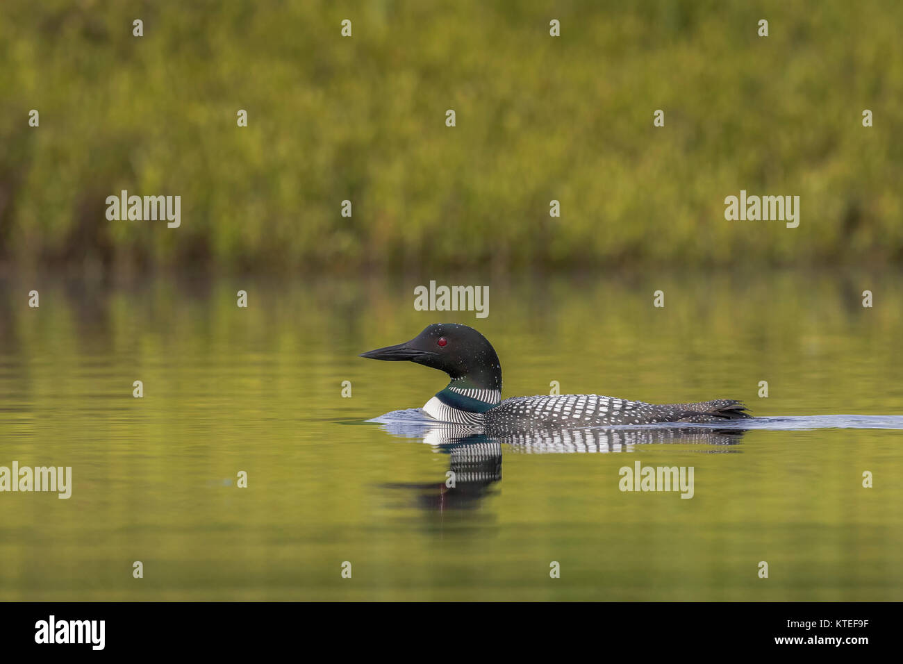 North american loon hi-res stock photography and images - Alamy