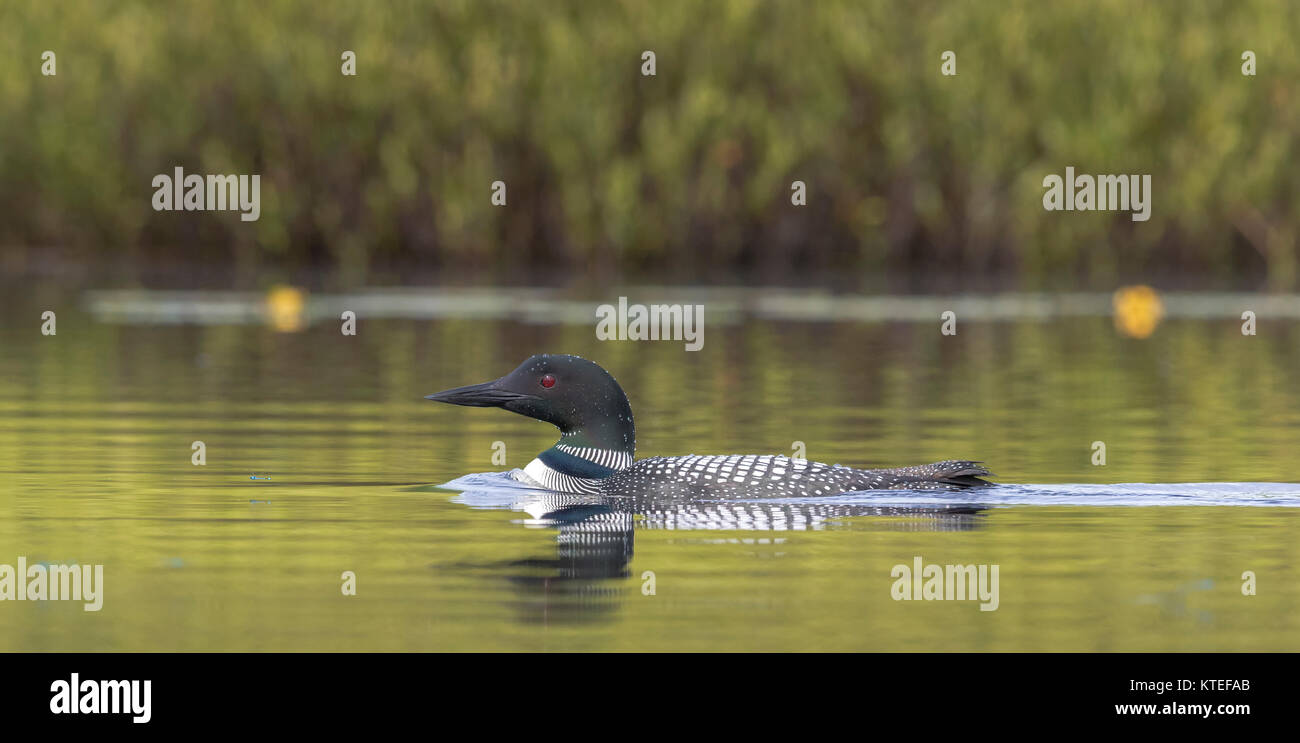 North american loon hi-res stock photography and images - Alamy