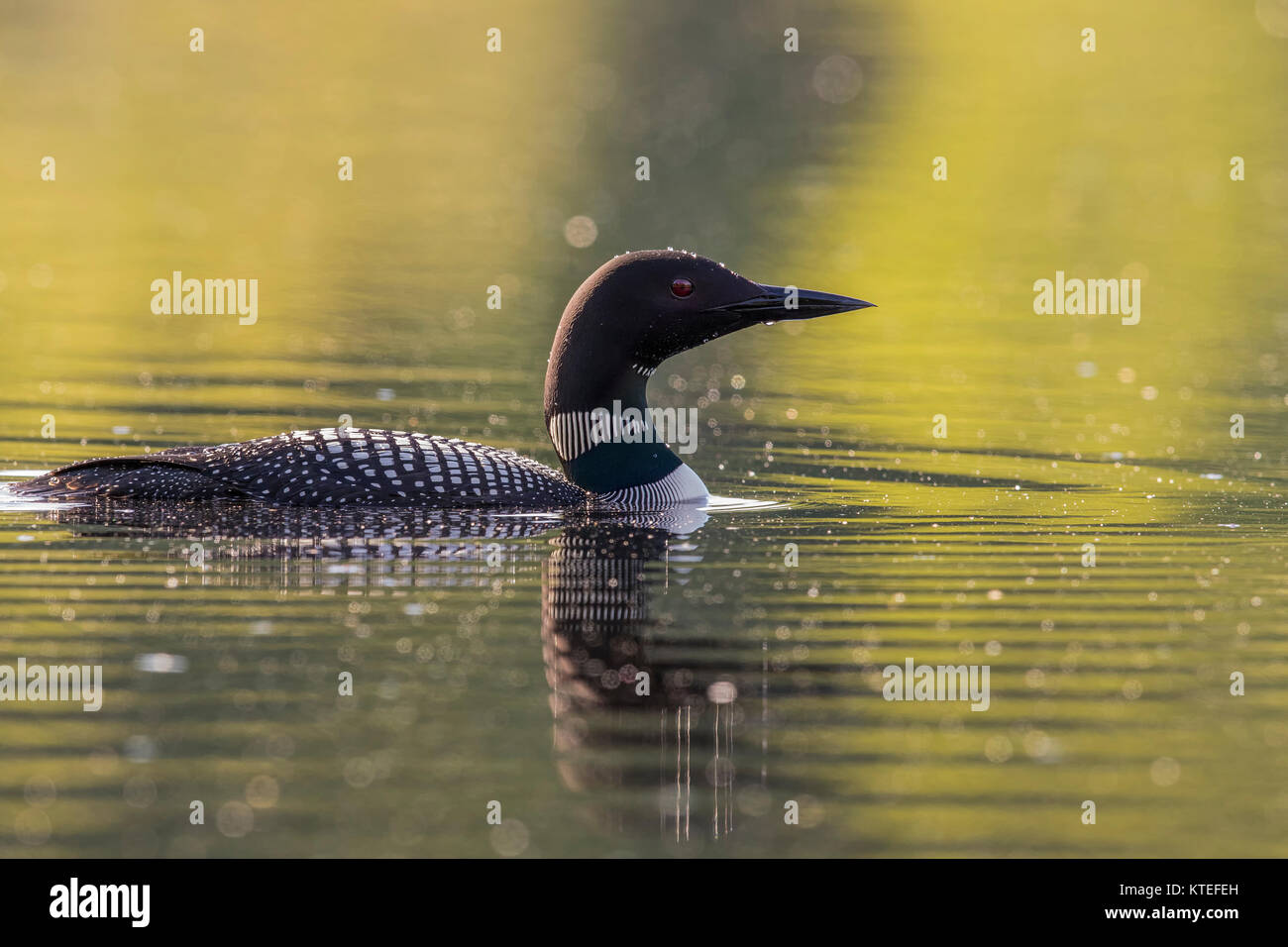 Mature loon hi-res stock photography and images - Alamy